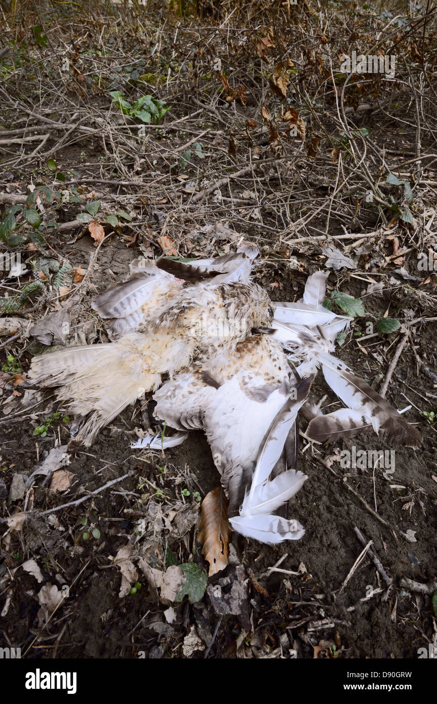 Dead raptor uk hi-res stock photography and images - Alamy