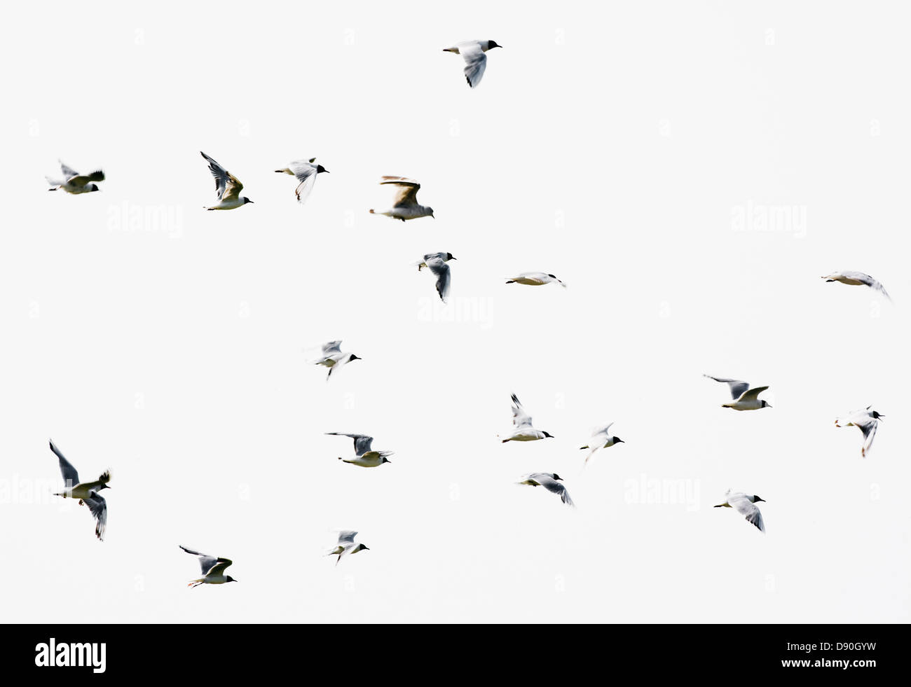 Birds in flight Stock Photo - Alamy