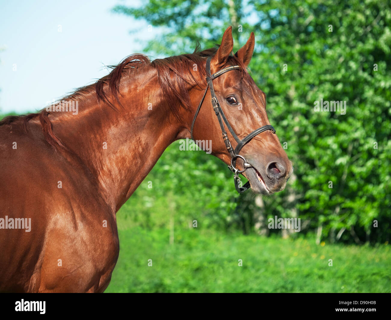 Trakehner thoroughbred hi-res stock photography and images - Alamy