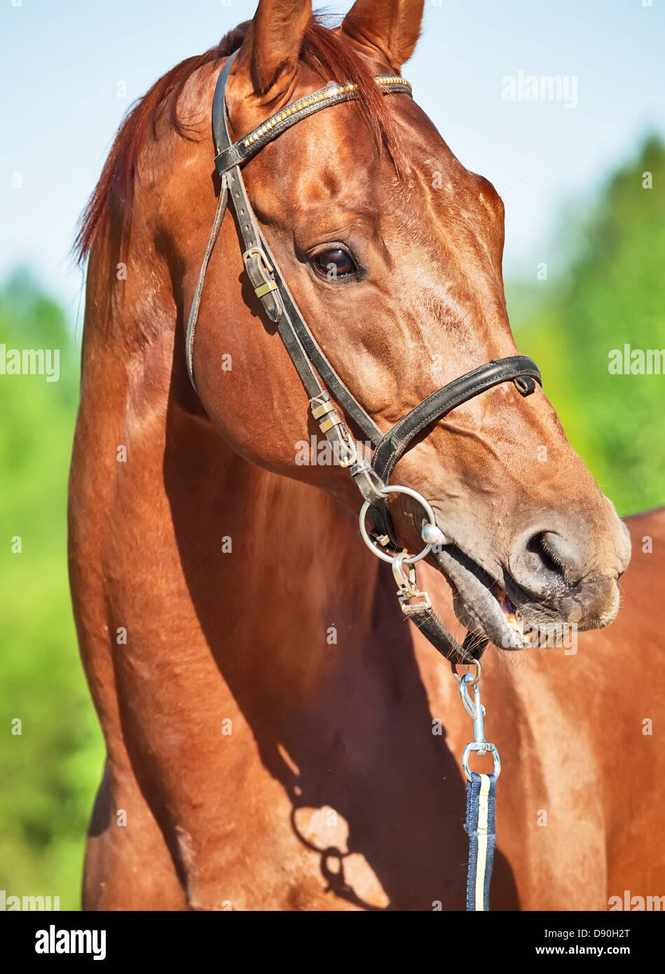 Trakehner Stallion Stock Photos & Trakehner Stallion Stock Images - Alamy