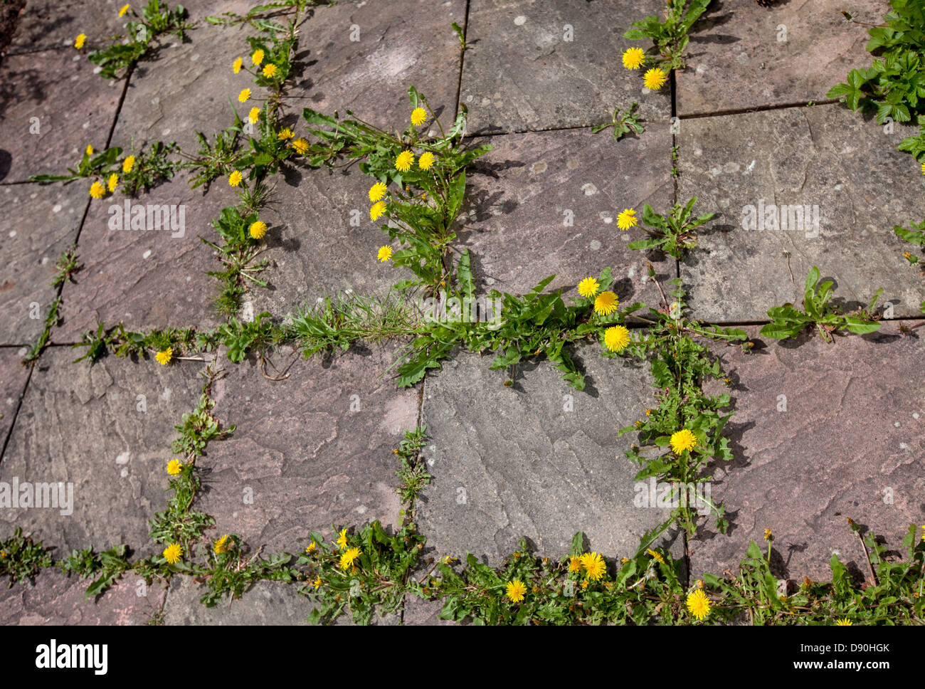 The Nightmare that is weeds and Dandelions poking up through the Patio ...