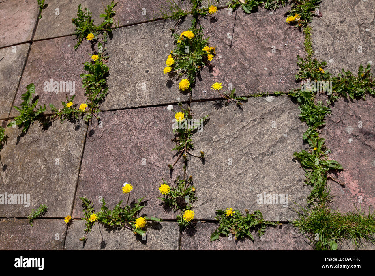 The Nightmare that is weeds and Dandelions poking up through the Patio ...