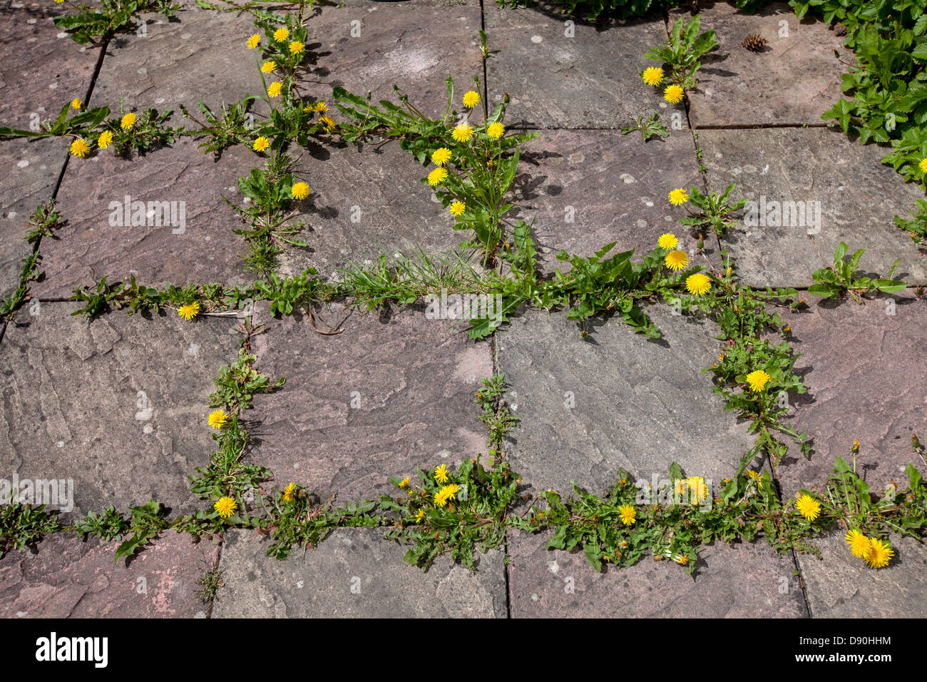 The Nightmare that is weeds and Dandelions poking up through the Patio ...