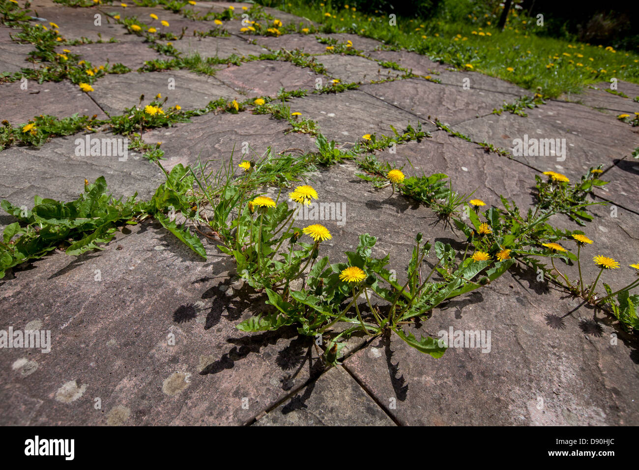 The Nightmare that is weeds and Dandelions poking up through the Patio ...