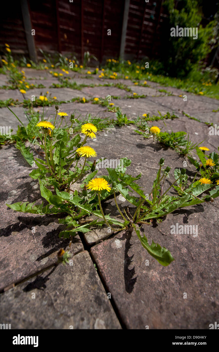 Weeds poking hi-res stock photography and images - Alamy
