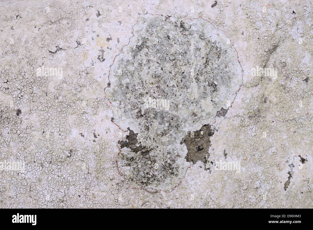Lichen community on a slab of stone, Wales, UK Stock Photo - Alamy