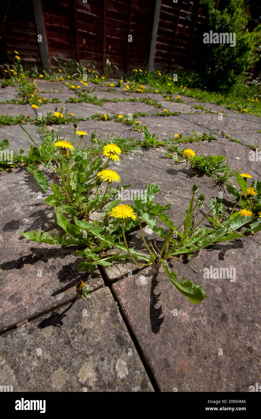 The Nightmare that is weeds and Dandelions poking up through the Patio ...