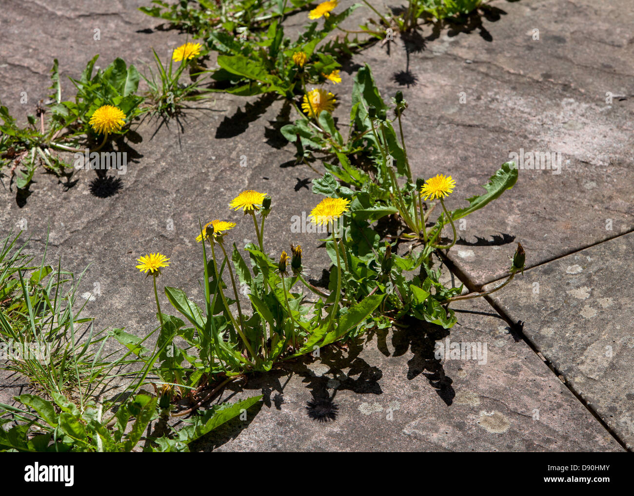 The Nightmare that is weeds and Dandelions poking up through the Patio ...