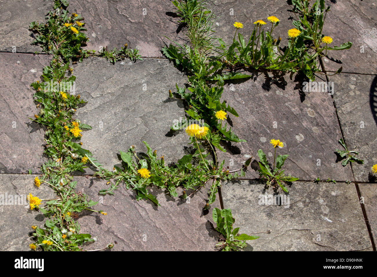 The Nightmare that is weeds and Dandelions poking up through the Patio ...