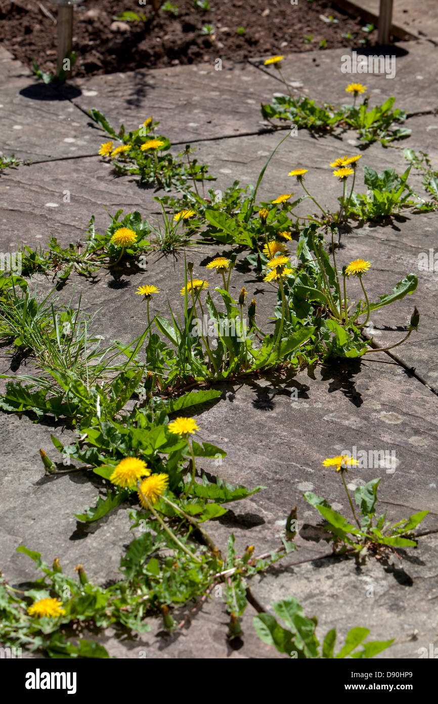 The Nightmare that is weeds and Dandelions poking up through the Patio ...