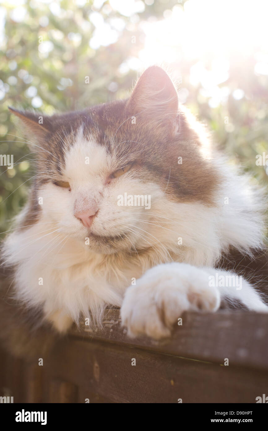 Domestic cat forest tree hi-res stock photography and images - Alamy