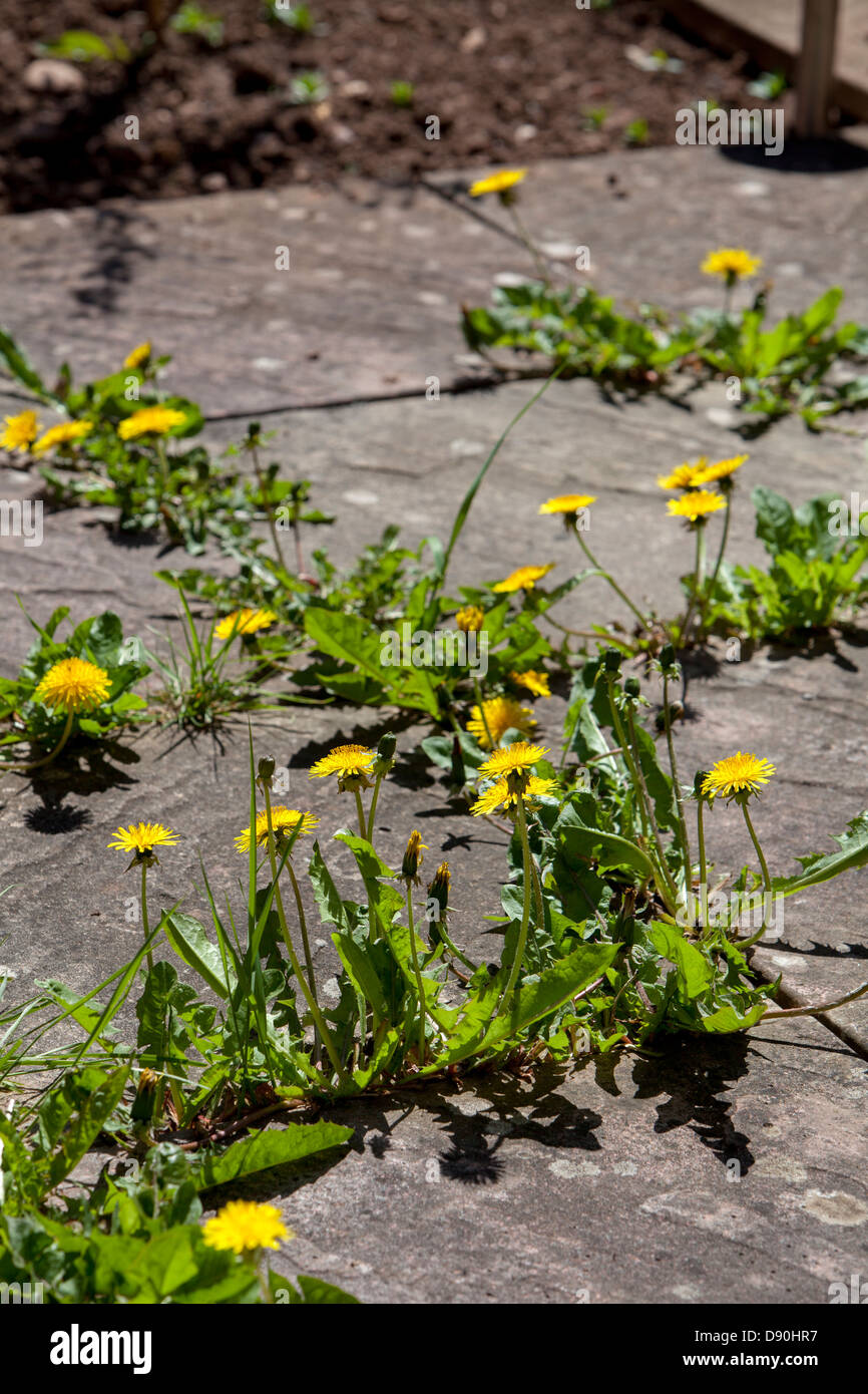 The Nightmare that is weeds and Dandelions poking up through the Patio ...