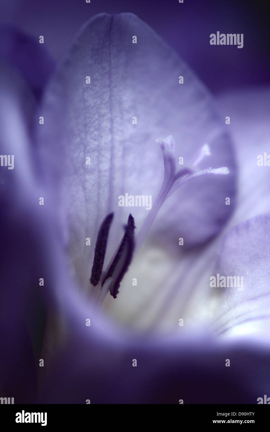 Pale mauve flowers hi-res stock photography and images - Alamy