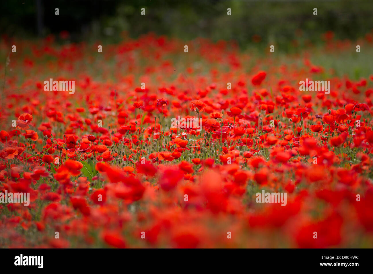 Wwi poppy field hi-res stock photography and images - Alamy