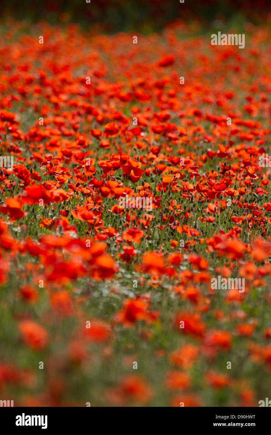 Wwi poppy field hi-res stock photography and images - Alamy