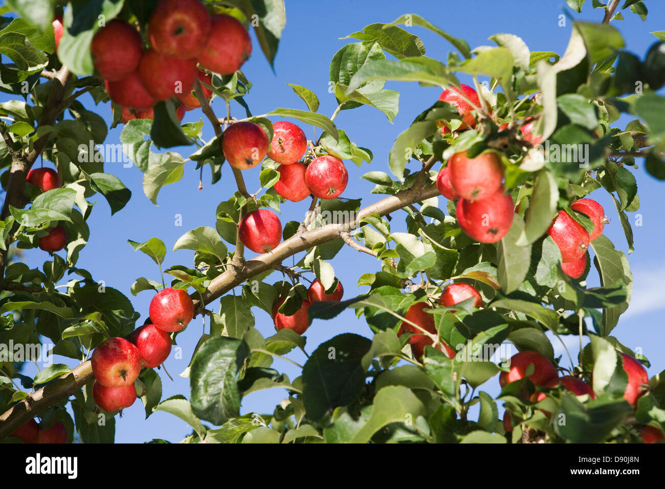 An appletree, Mariefred, Sweden Stock Photo - Alamy