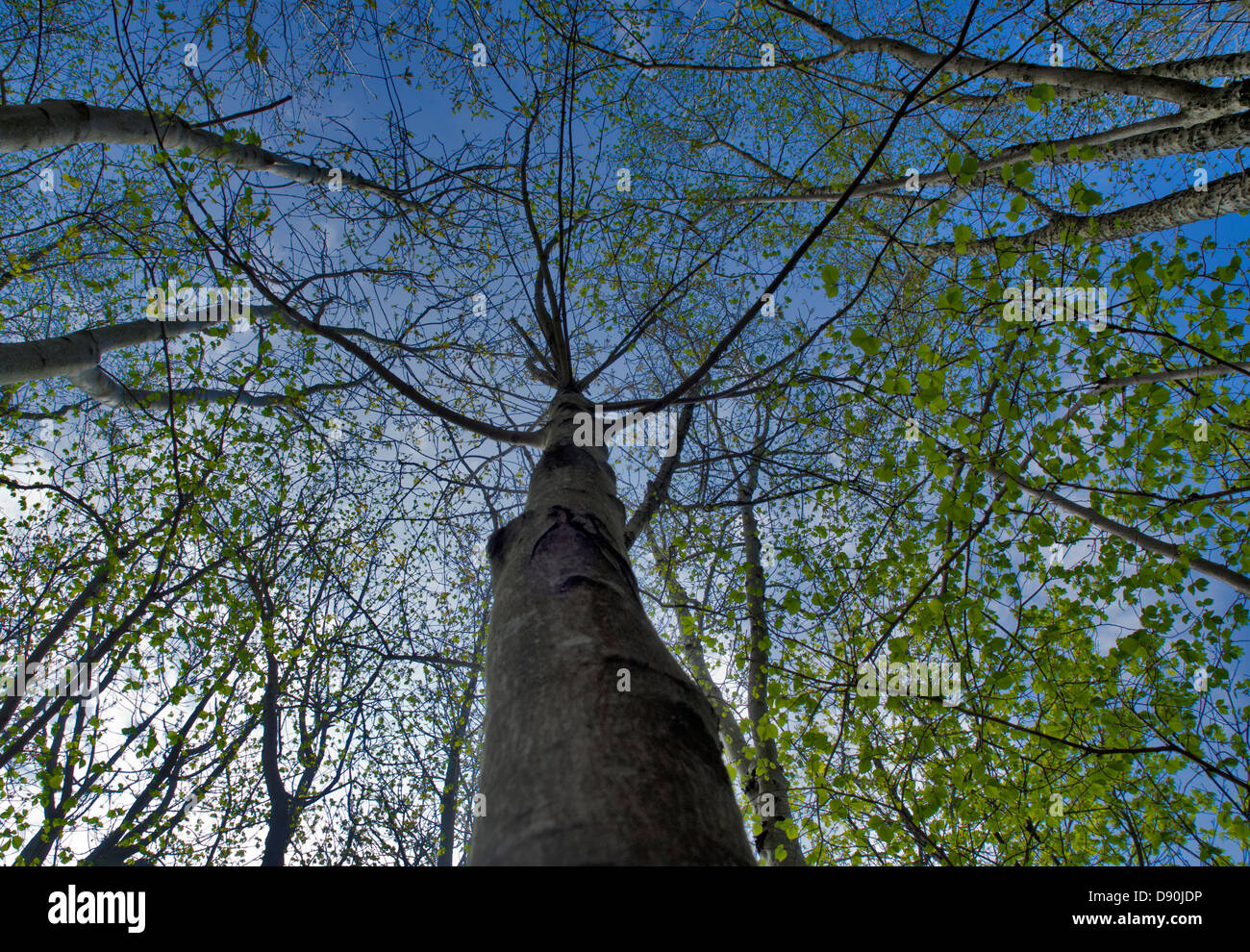 Tree with low branches hi-res stock photography and images - Alamy