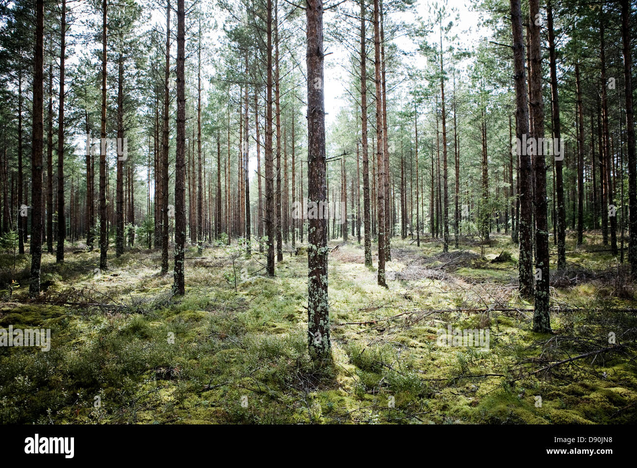Sunlight in forest Stock Photo - Alamy