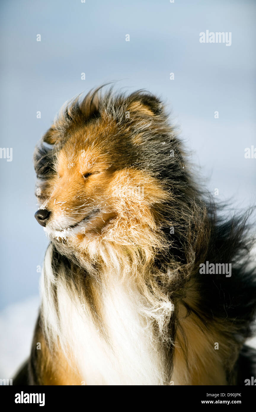 Shetland sheepdog head hi-res stock photography and images - Alamy