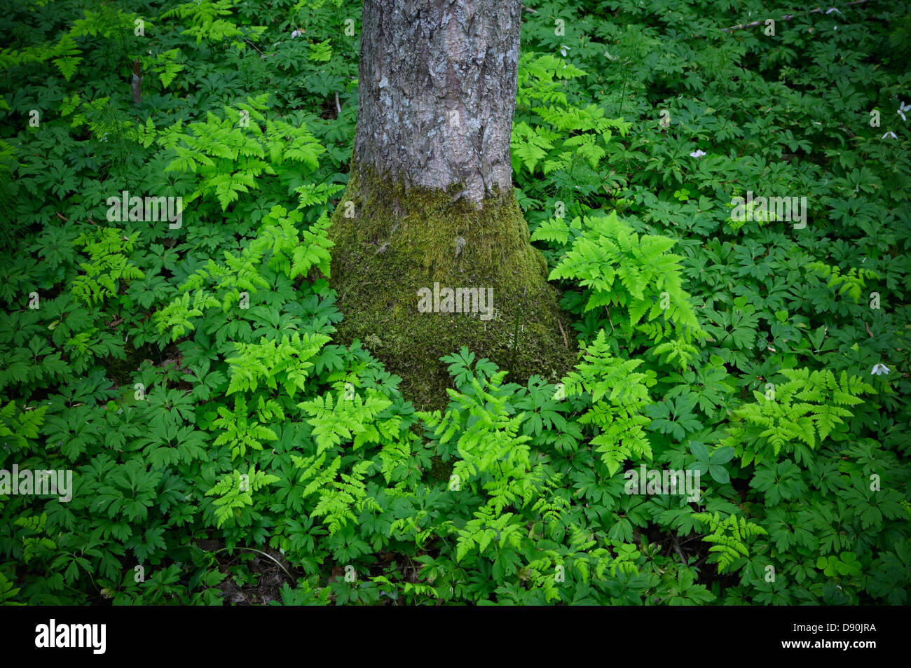 Fern oak tree hi-res stock photography and images - Alamy