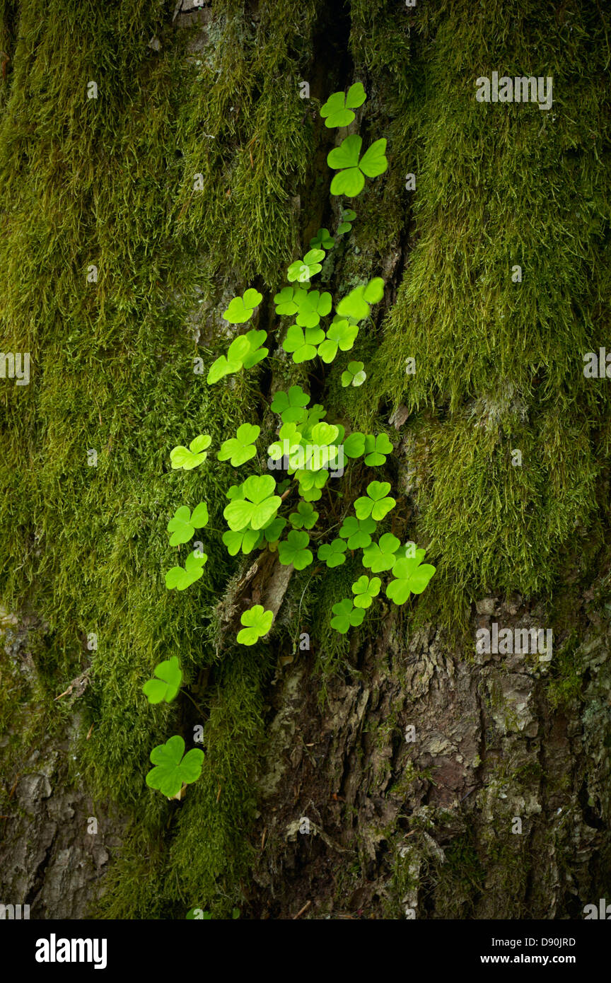Clover tree hi-res stock photography and images - Alamy