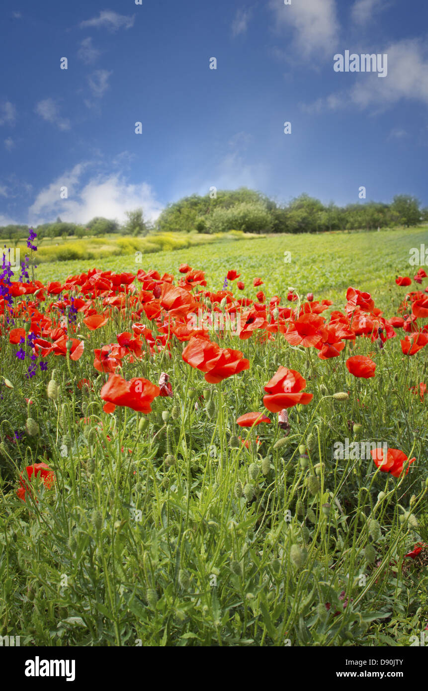 Field of poppies in spring hi-res stock photography and images - Alamy