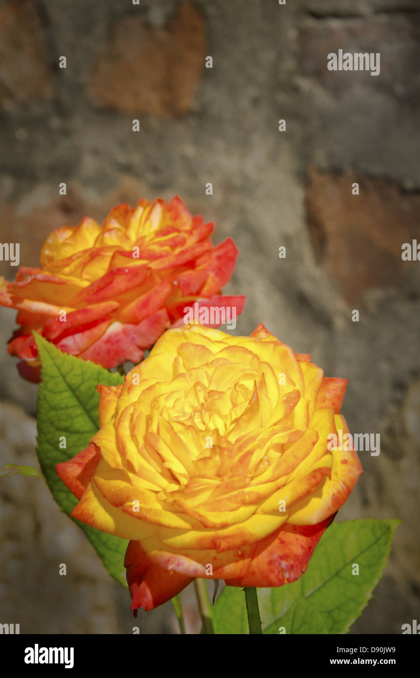 Yellow rose flower against brick wall Stock Photo - Alamy