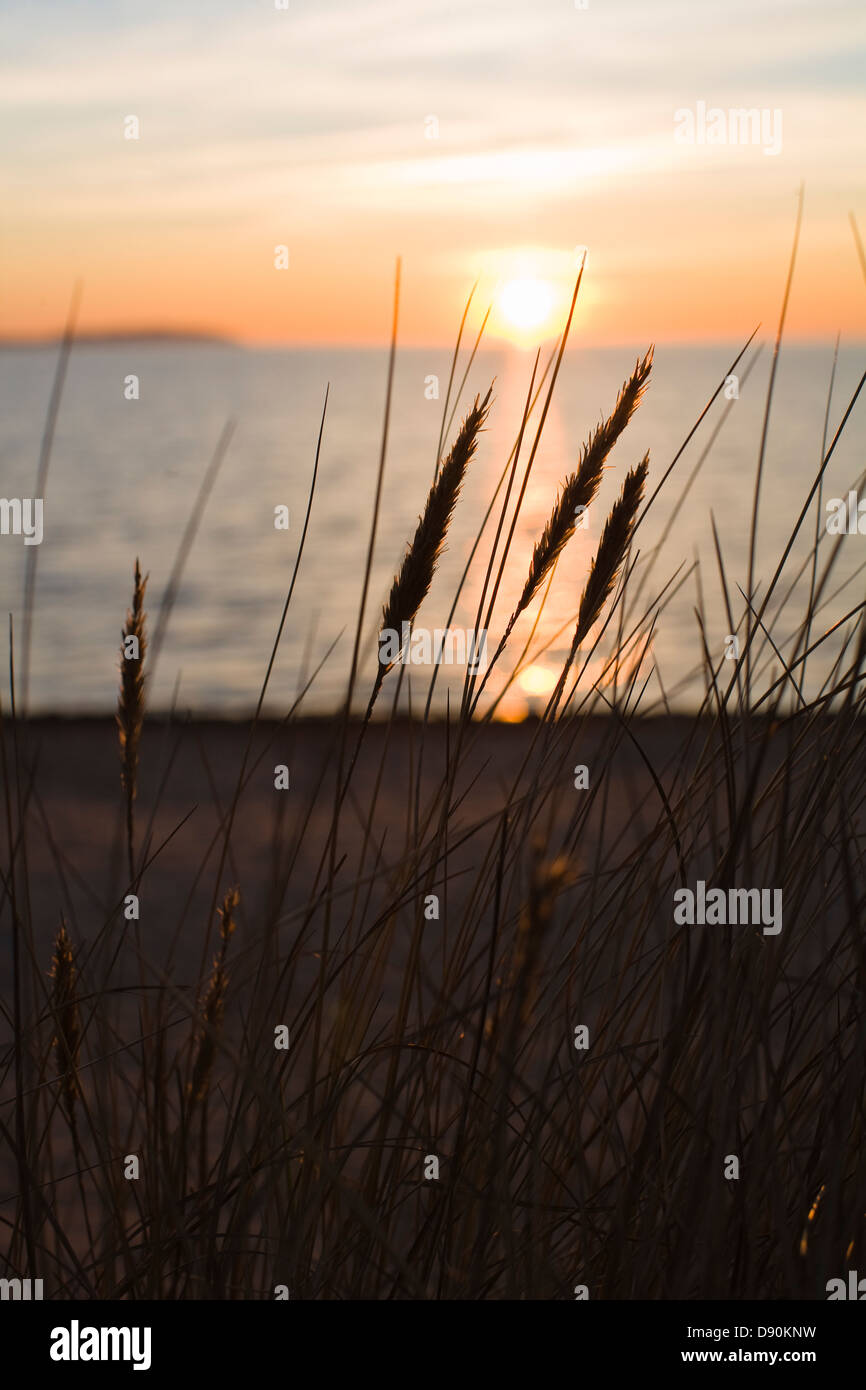Beach grass silhouette hi-res stock photography and images - Alamy