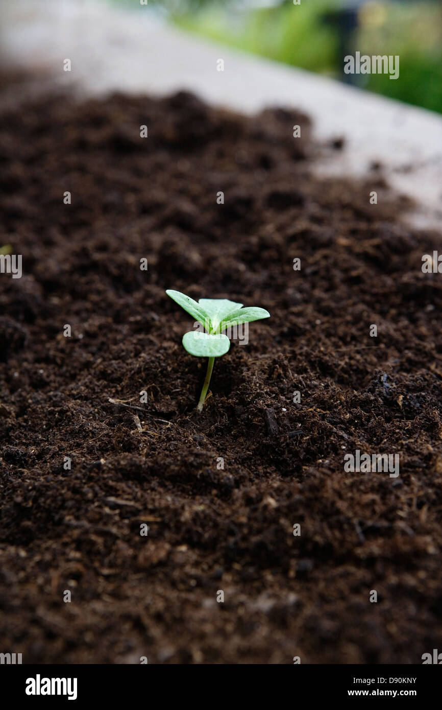 A small plant, close-up Stock Photo - Alamy