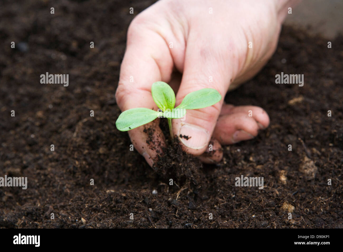 A hand and a small plant Stock Photo - Alamy