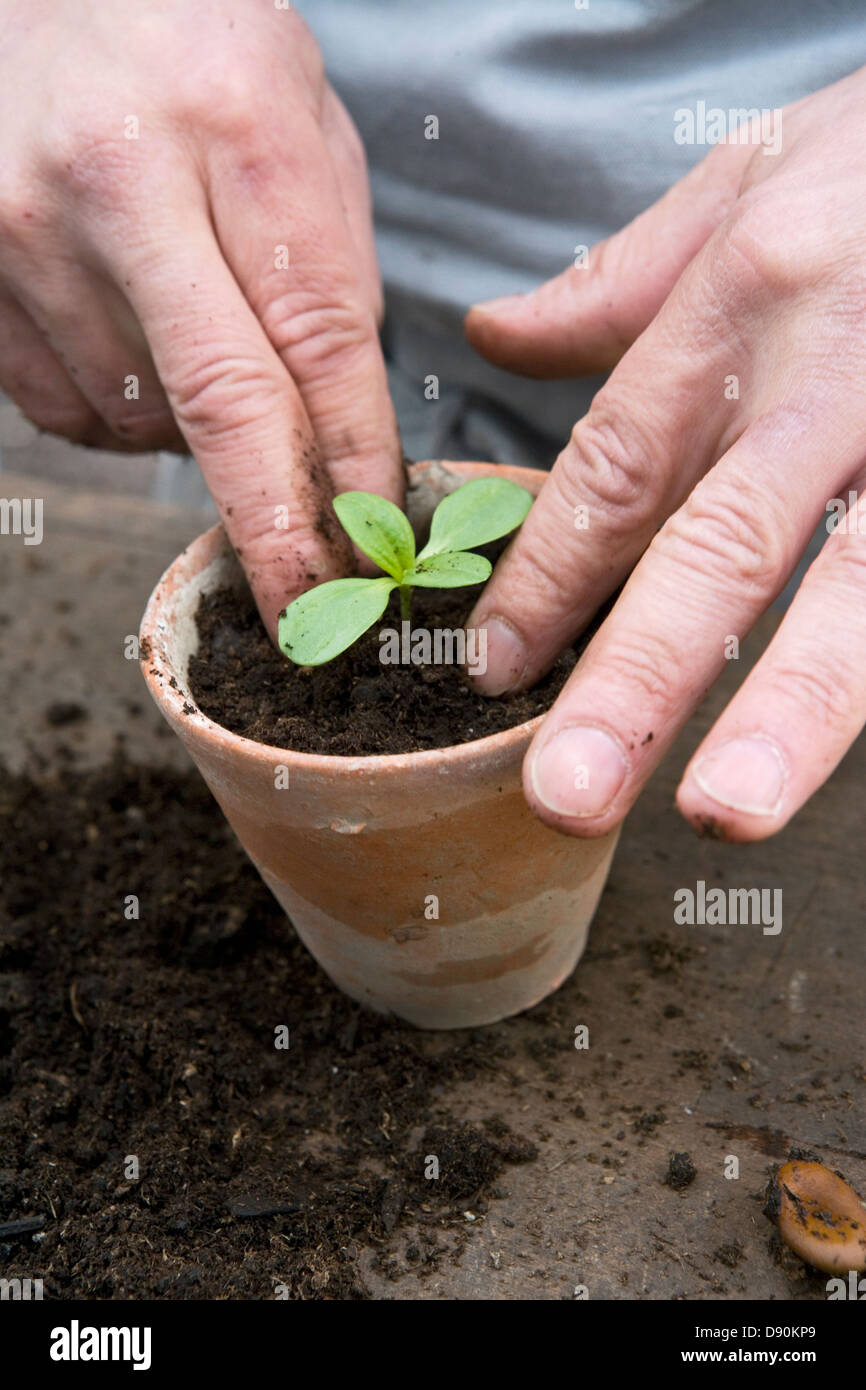 A new planted plant in a flowerpot Stock Photo - Alamy