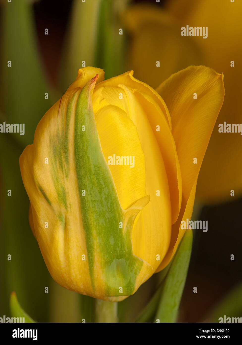 Tulipa holland beauty hi-res stock photography and images - Alamy