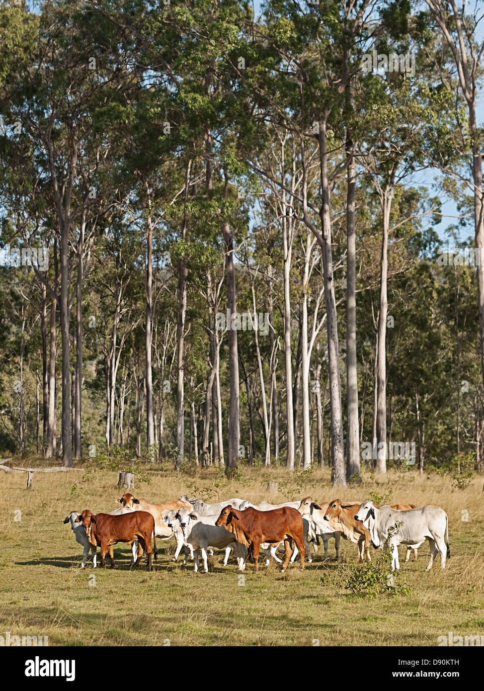 Australian cattle station hi-res stock photography and images - Alamy