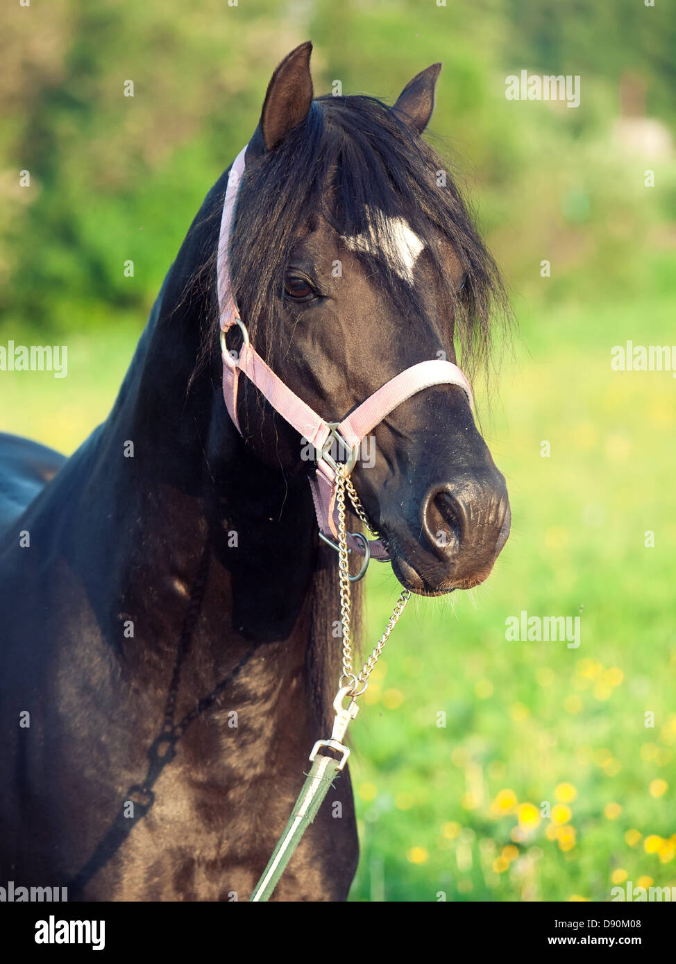 Pony Horse Stallion Black High Resolution Stock Photography and Images ...