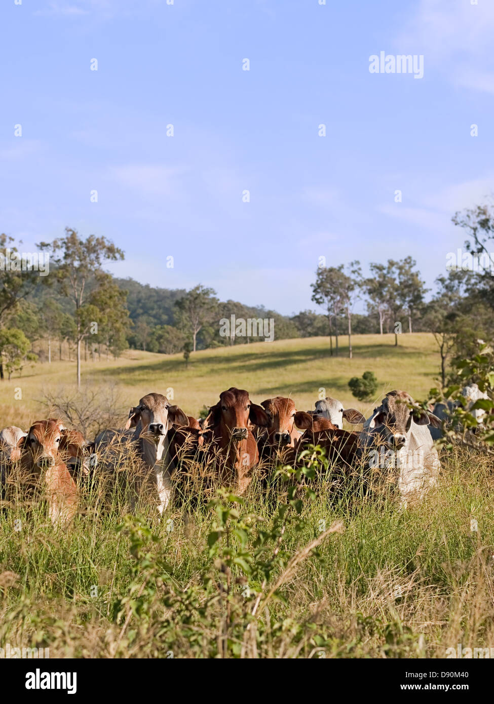 Australian beef cattle hi-res stock photography and images - Alamy