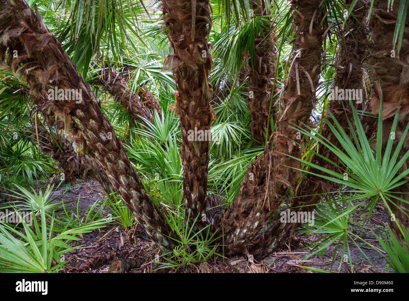 The saw palmetto or Serenoa repens often forms a dense thicket or ...
