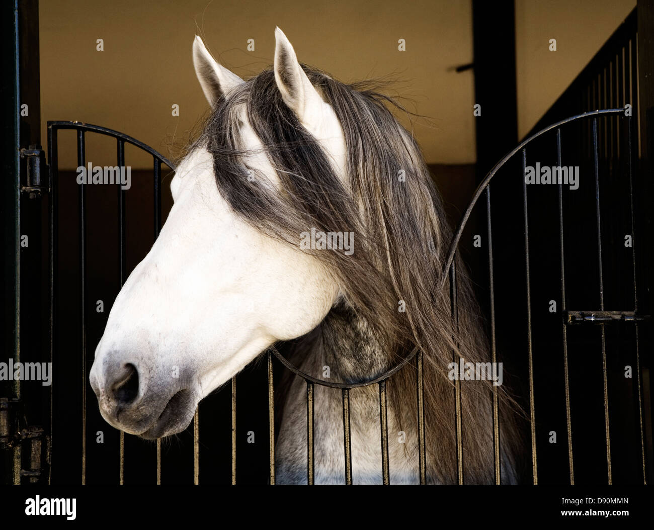 An andalusian horse, Spain Stock Photo - Alamy