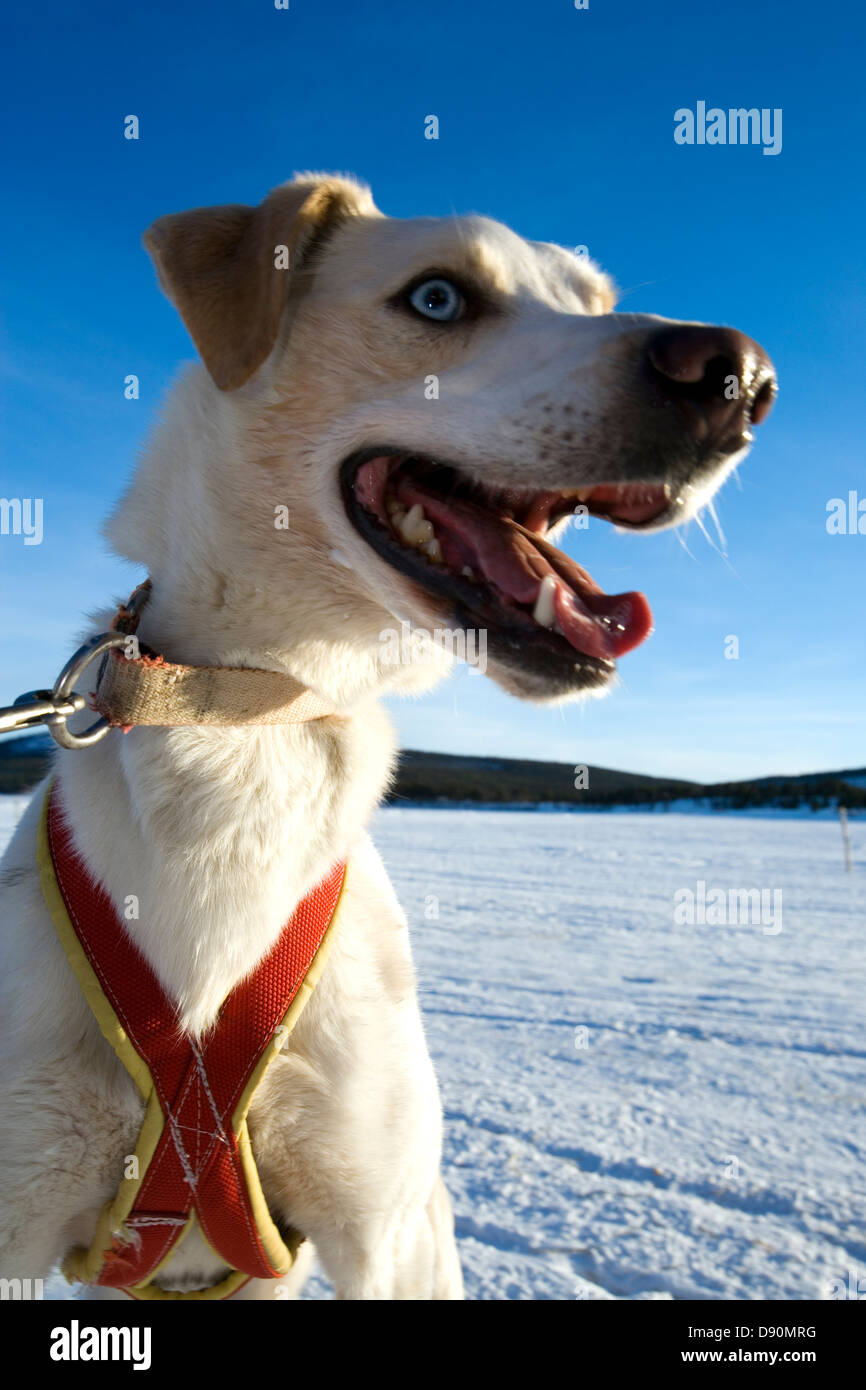 A draught dog on a lake, Jukkasjarvi, Sweden Stock Photo - Alamy