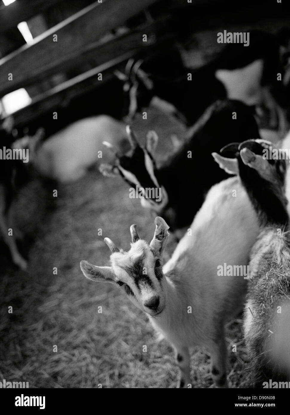 Black kid goat Black and White Stock Photos & Images - Alamy