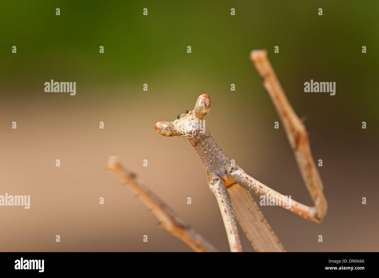 insect praying mantis Africa stick insect Stock Photo - Alamy