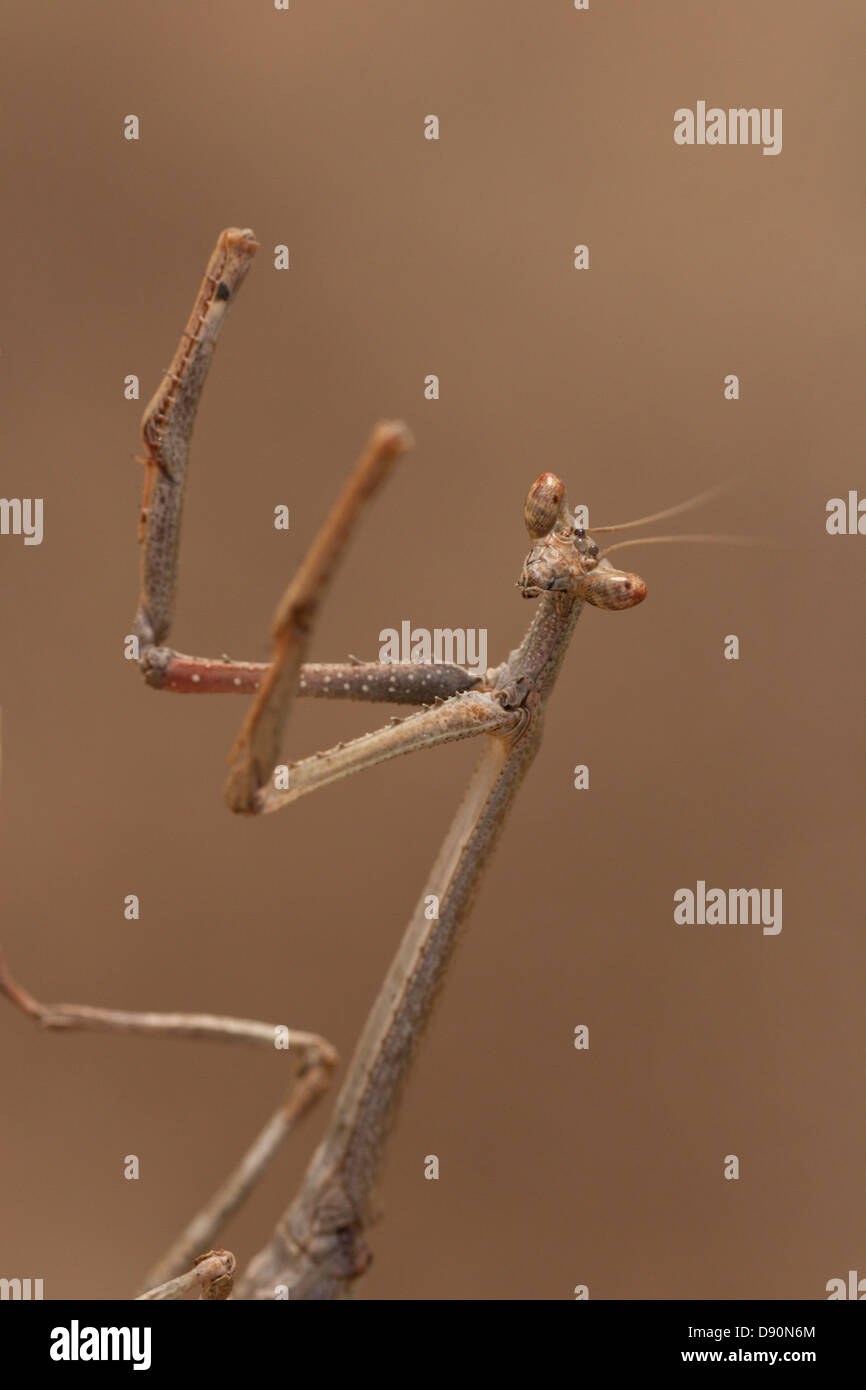insect praying mantis Africa stick insect Stock Photo - Alamy