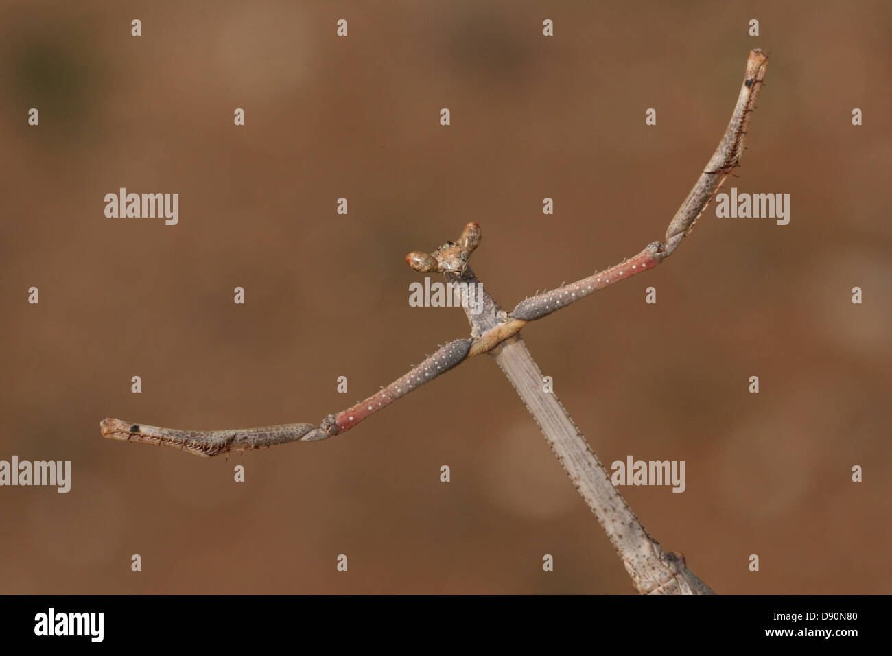 insect praying mantis Africa stick insect Stock Photo - Alamy