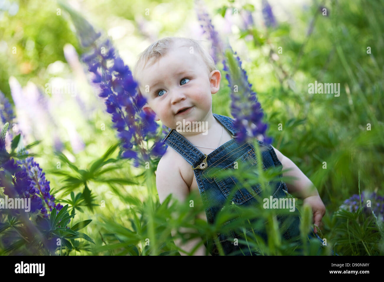 Baby boy in lupine field Stock Photo - Alamy