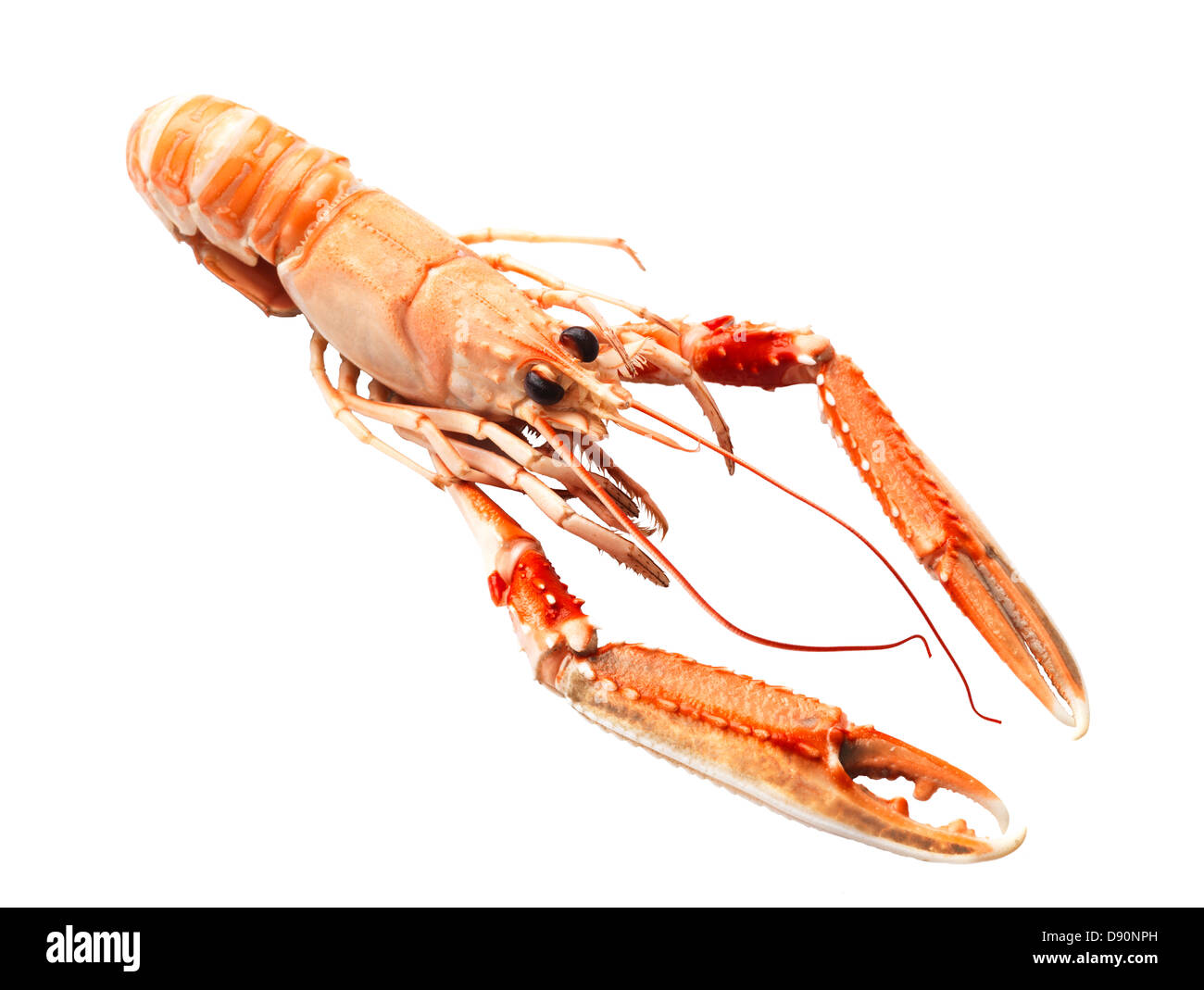 Norway lobster on white background Stock Photo - Alamy