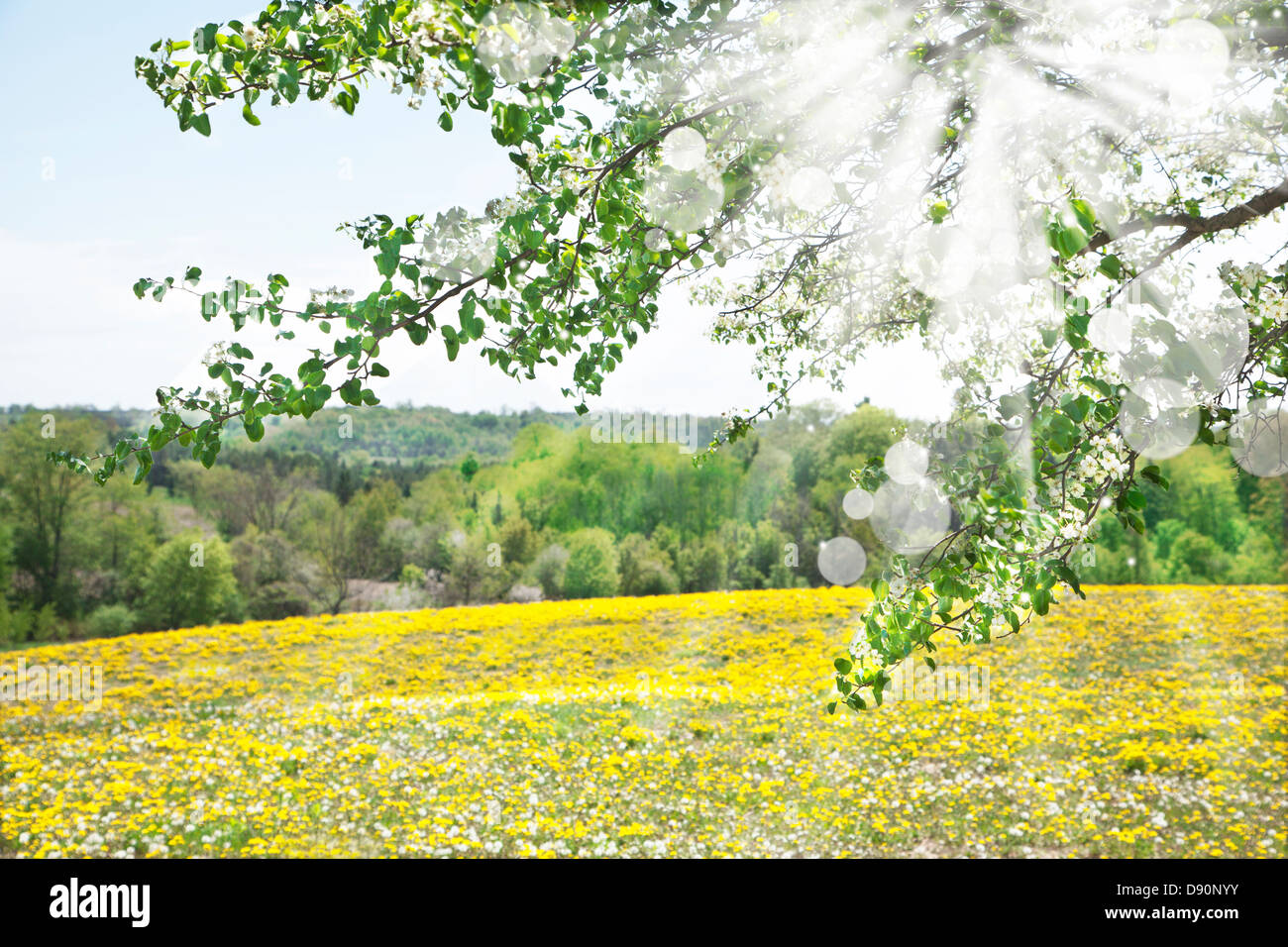 Spring or Summer Landscape Stock Photo - Alamy