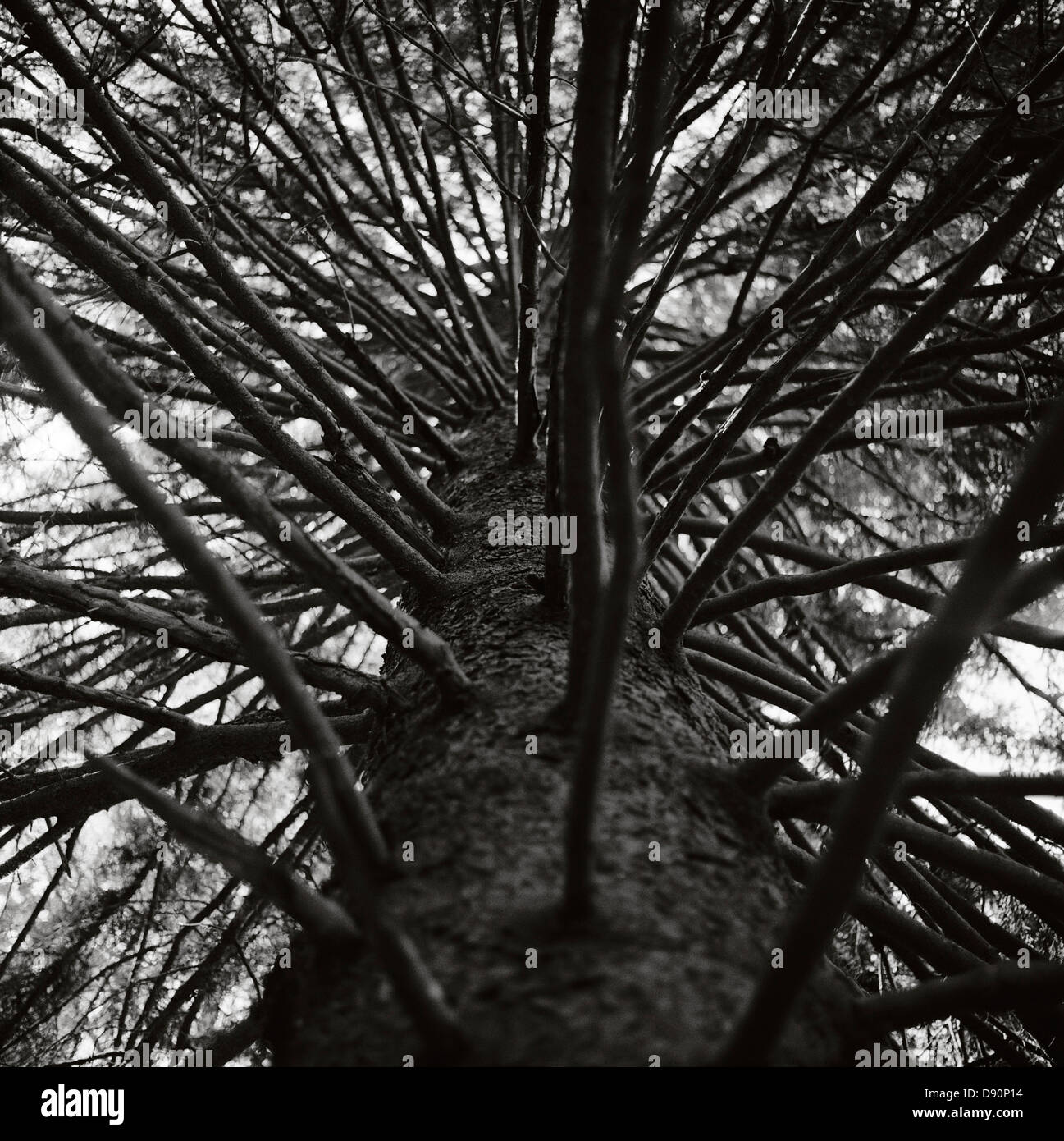 Crown of a tree, Sweden Stock Photo - Alamy