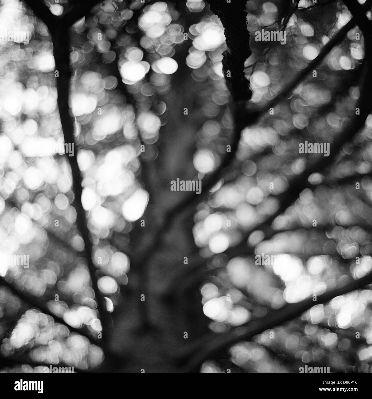 Crown of low Black and White Stock Photos & Images - Alamy