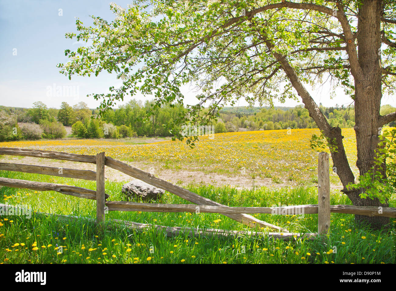 Summer flower landscape hi-res stock photography and images - Alamy
