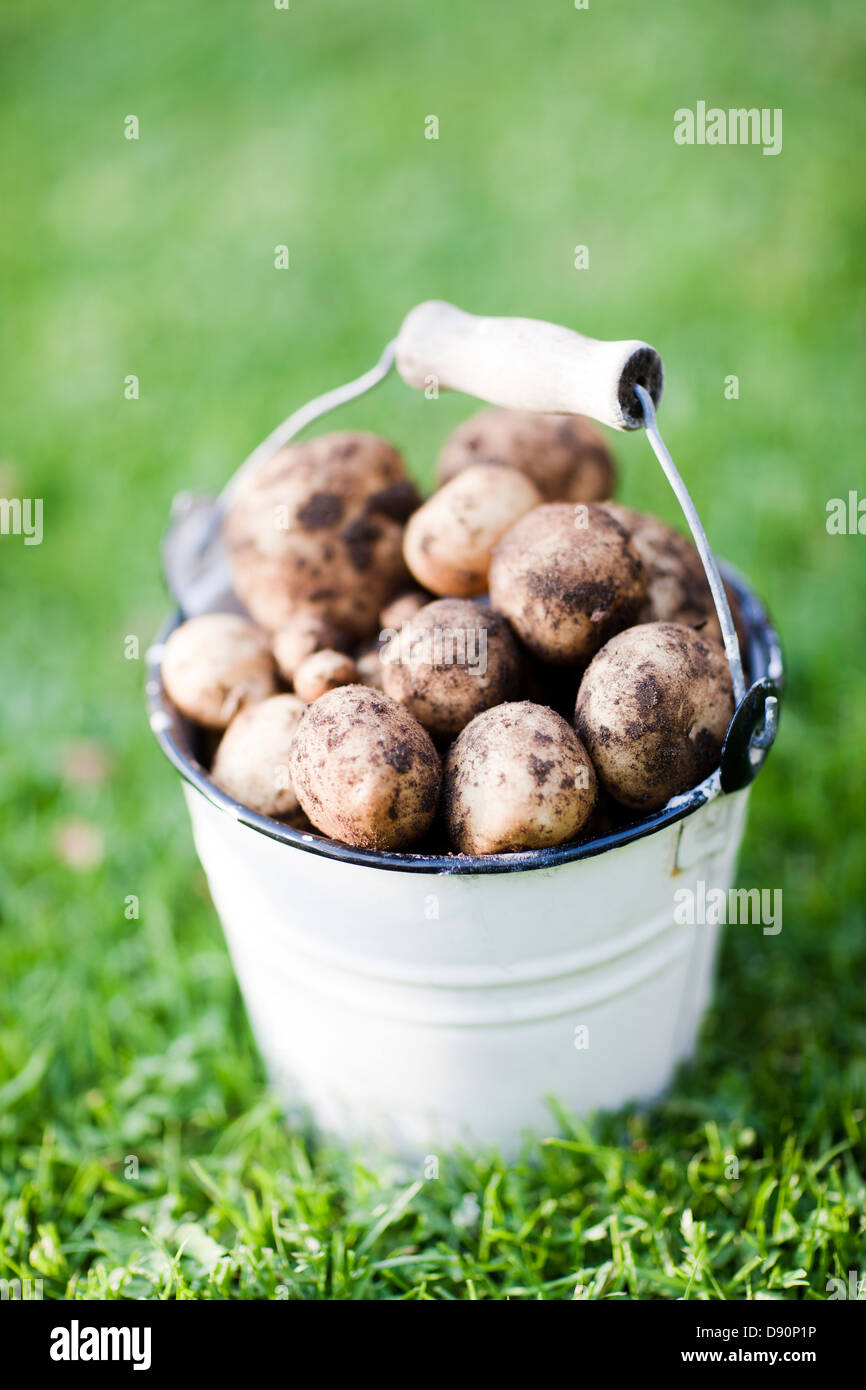 Bucket of potatoes Stock Photo - Alamy