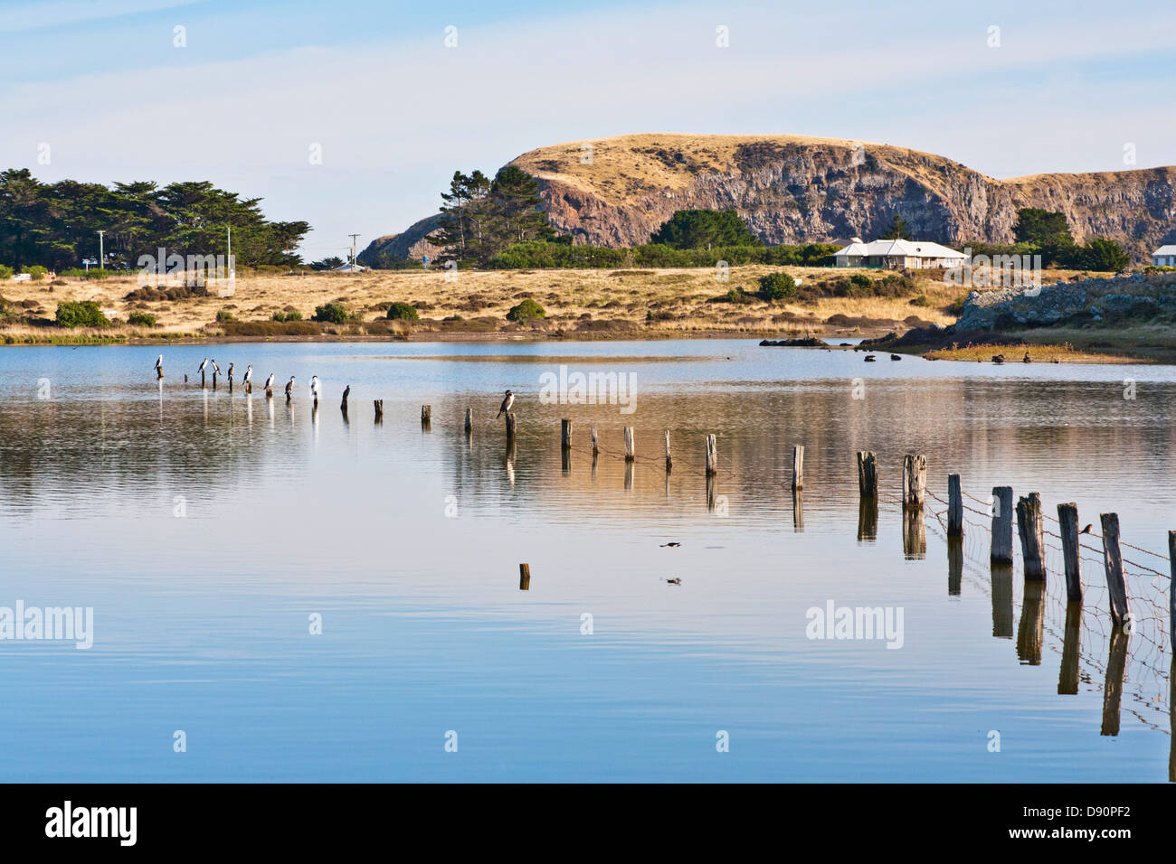 Lake Forsyth with shags sitting on old fence posts. Lake Forsyth is ...